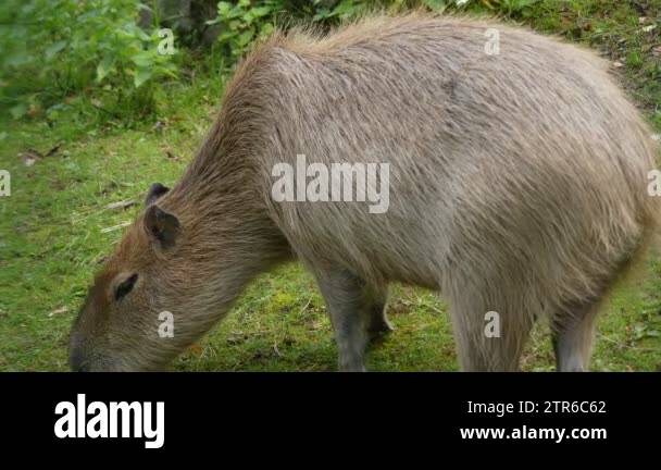 Capybara (Hydrochoerus hydrochaeris) is large rodent of genus ...