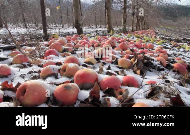 Fruit heights Stock Videos & Footage - HD and 4K Video Clips - Alamy