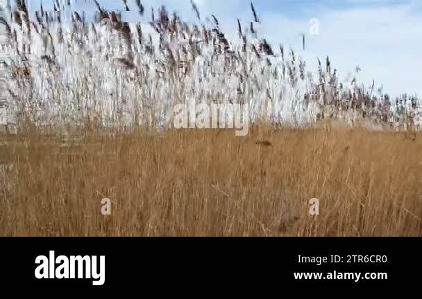 Wheat reed Stock Videos & Footage - HD and 4K Video Clips - Alamy