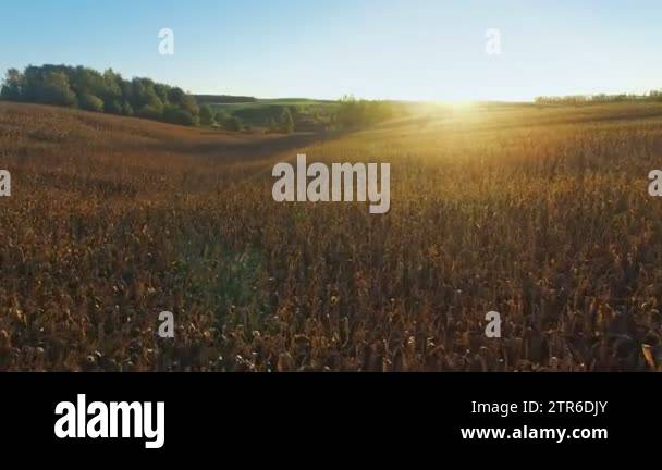 4K. Flight and takeoff above corn field at golden sunset, aerial ...