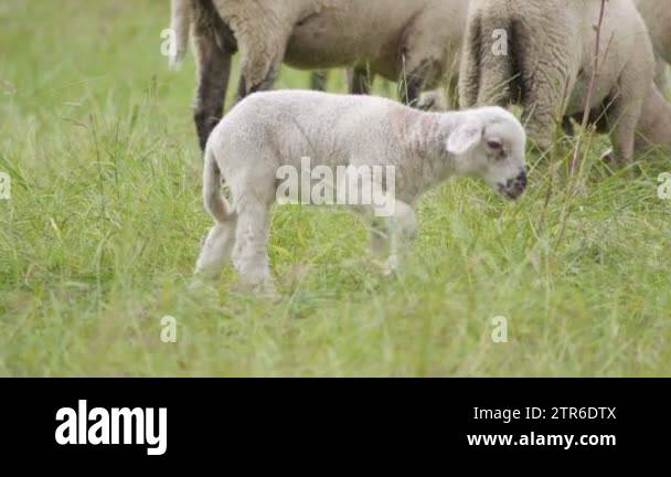Lamb walk Stock Videos & Footage - HD and 4K Video Clips - Alamy