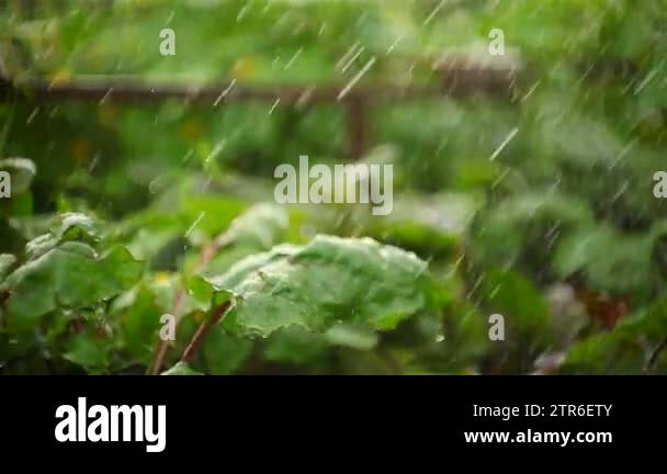 Rain falling on plants Stock Videos & Footage - HD and 4K Video Clips ...