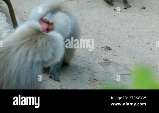 The lion-tailed macaque (Macaca silenus), or the wanderoo, is an Old ...