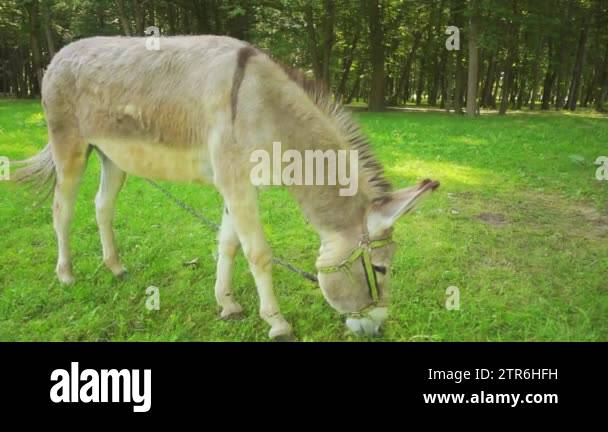 Slow Motion: Donkey or ass (Equus africanus asinus) is a domesticated ...