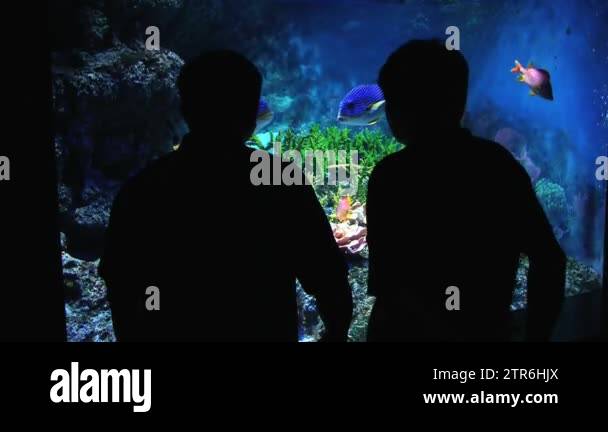 People watch fish in the Singapore Aquarium in Singapore, Singapore ...