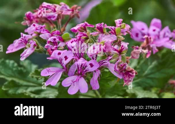 Pelargonium capitatum is one of several species (including Pelargonium ...