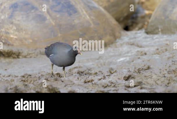 Bird mud bath Stock Videos & Footage - HD and 4K Video Clips - Alamy