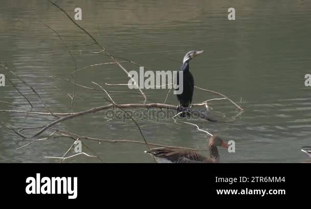 Wild Ducks Hens Swim by Lake Black Bird Sitting on Branch of Tree Over ...