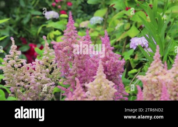 Astilbe japonica washington Stock Videos & Footage - HD and 4K Video ...