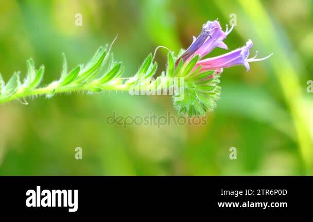 Last form Stock Videos & Footage - HD and 4K Video Clips - Alamy