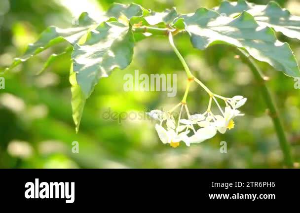 Begonia undulata. Begonia is genus of perennial flowering plants in ...