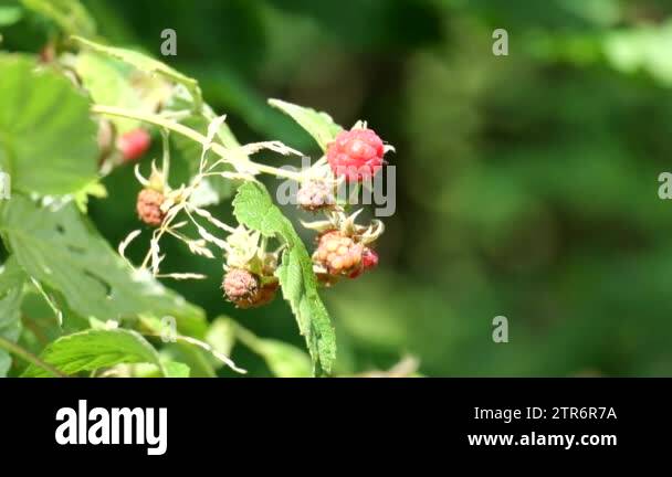Blowing raspberries Stock Videos & Footage - HD and 4K Video Clips - Alamy