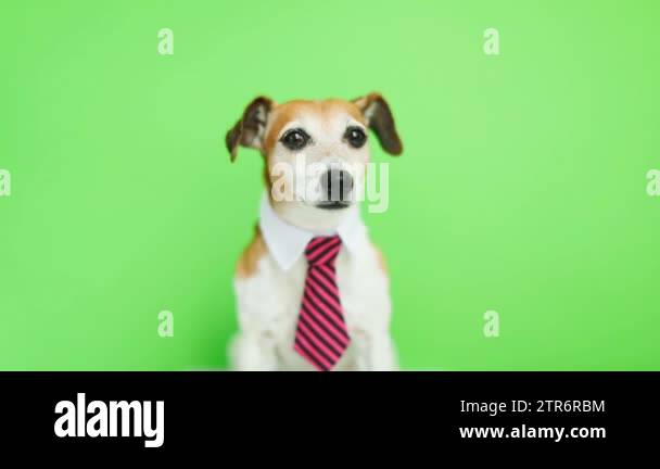 Serious jack russell terrier Stock Videos & Footage - HD and 4K Video ...