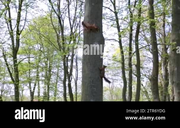 The red squirrel or Eurasian red squirrel is a species of tree squirrel ...