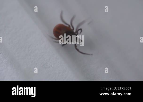 Tick a box Stock Videos & Footage - HD and 4K Video Clips - Alamy