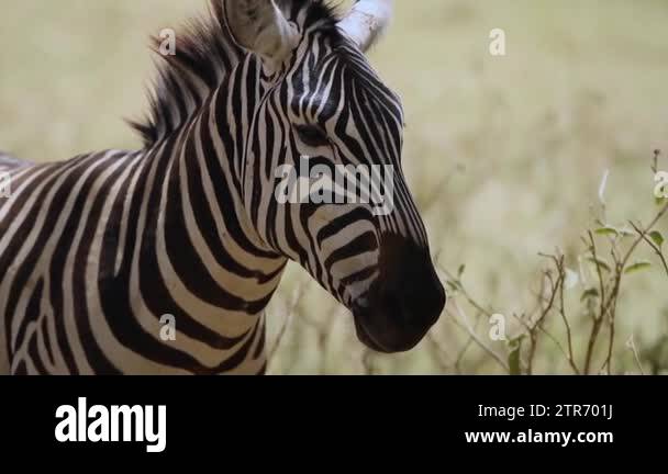 Wildlife animals nature Stock Videos & Footage - HD and 4K Video Clips ...