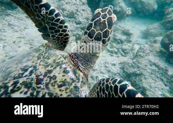 Underwater world of the island of Bali. Sea turtle. The snorkeling and ...
