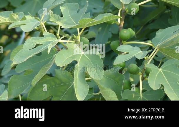 Ficus carica is an Asian species of flowering plants in mulberry family ...