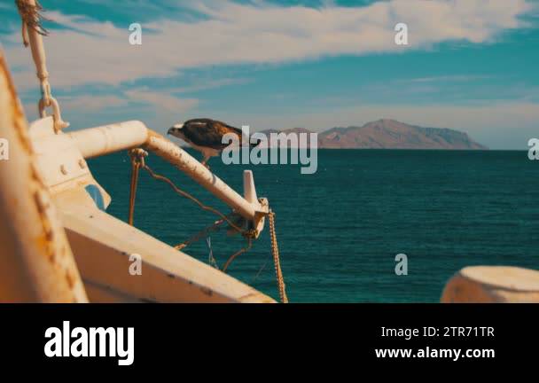 Marine Bird of Prey Osprey Sits on the Mast of the Ships Bow Against ...