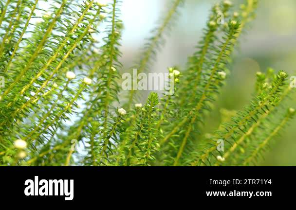 Phylica ericoides genus plants Stock Videos & Footage - HD and 4K Video ...