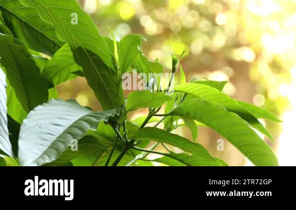 Vasaka Stock Videos & Footage - HD and 4K Video Clips - Alamy