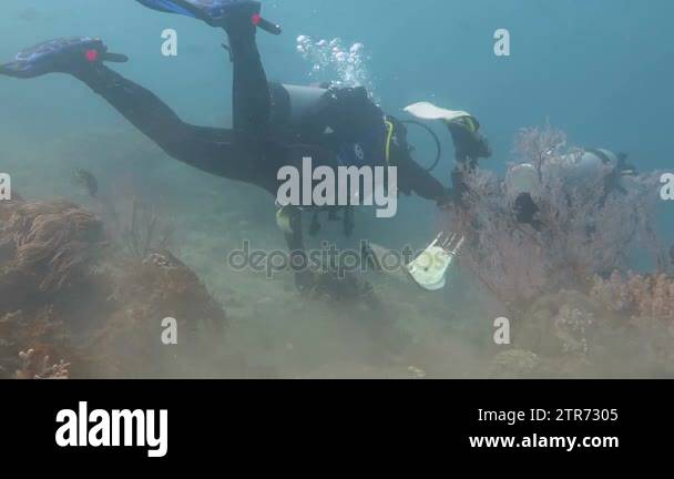 Scuba diving team Stock Videos & Footage - HD and 4K Video Clips - Alamy
