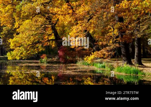 Oak tree in fall Stock Videos & Footage - HD and 4K Video Clips - Alamy