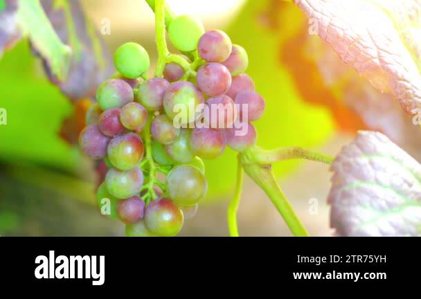 Vitis vinifera common grape vine Stock Videos & Footage - HD and 4K ...