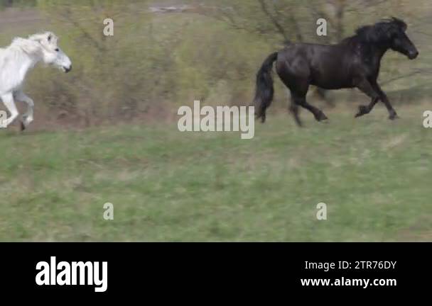 Horses gallop Stock Videos & Footage - HD and 4K Video Clips - Alamy