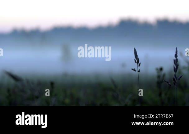 Swamp reflection mist Stock Videos & Footage - HD and 4K Video Clips ...