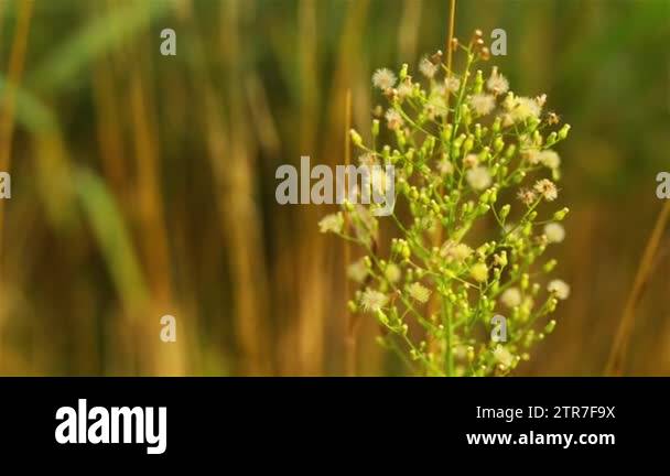 Horseweed canadian fleabane conyza Stock Videos & Footage - HD and 4K ...