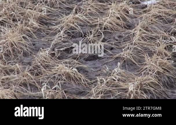 Dead crop and soil Stock Videos & Footage - HD and 4K Video Clips - Alamy
