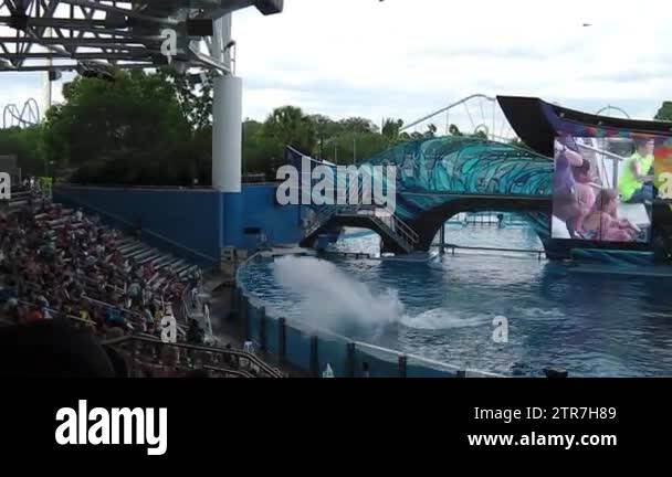 orca tail wave Stock Video Footage - Alamy