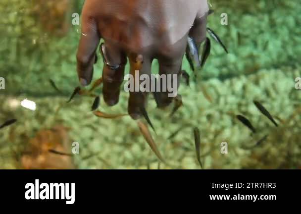 Asian traditional fish spa. Thousands of Garra rufa also called doctor ...