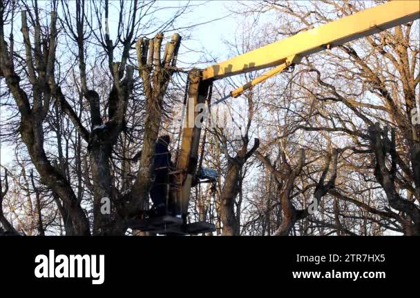 workers in the park cut branches on linden trees using a hoist and an ...