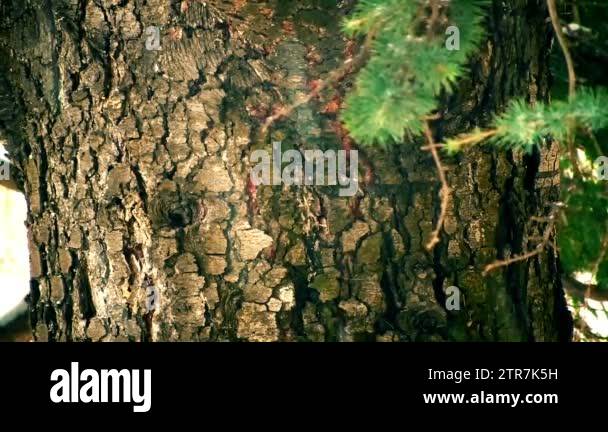 Cedar tree bark Stock Videos & Footage - HD and 4K Video Clips - Alamy