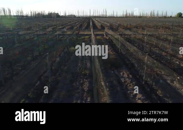 Aerial drone scene of farms, parcels, grapes and wine production ...