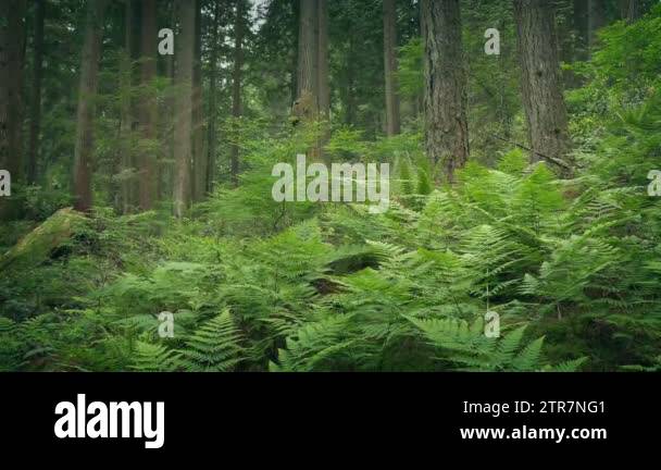 Verdant forest Stock Videos & Footage - HD and 4K Video Clips - Alamy