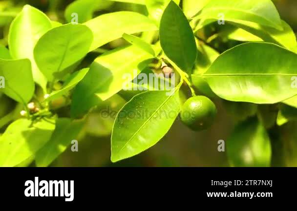 Calamondin (Citrofortunella microcarpa or mitis) is an important ...