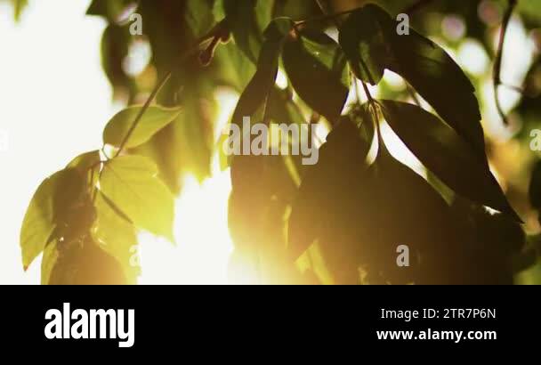 Oval tree Stock Videos & Footage - HD and 4K Video Clips - Alamy