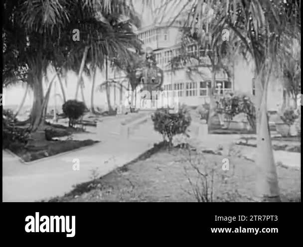 Monkey slip tree Stock Videos & Footage - HD and 4K Video Clips - Alamy