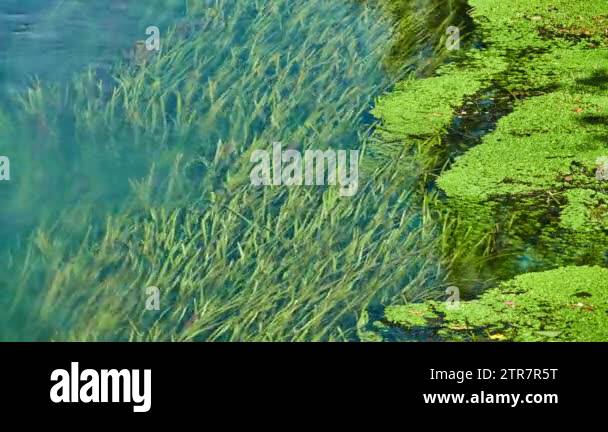 Long algae can be seen through transparent surface of water Stock Video ...