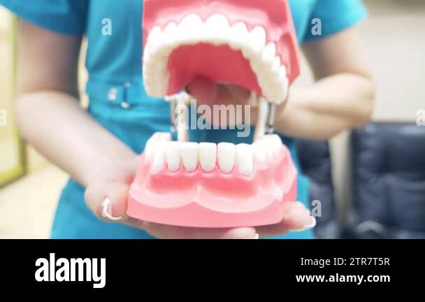 The dentist shows the structure of the mouth with the help of a model of the human jaw. 4k, slow ...