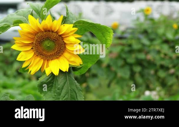 Forb herb Stock Videos & Footage - HD and 4K Video Clips - Alamy