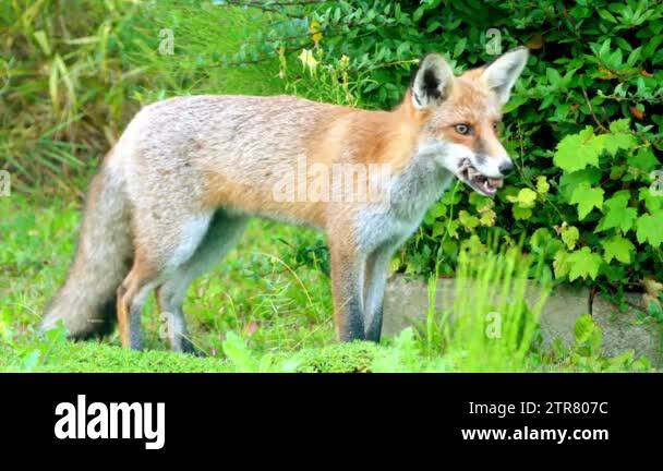Red fox in the wild habitats. The red fox (Vulpes vulpes), largest of ...
