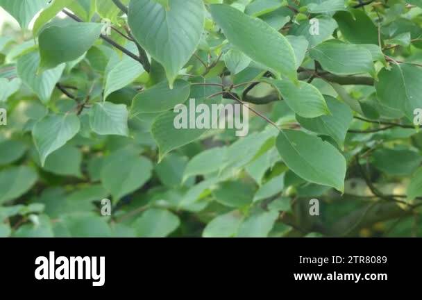 Cornus controversa (wedding cake tree), Swida controversa, is species ...