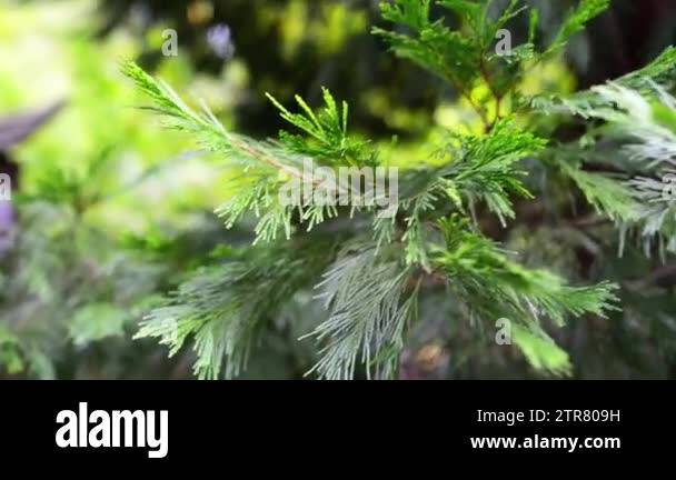 Species of cypress Stock Videos & Footage - HD and 4K Video Clips - Alamy