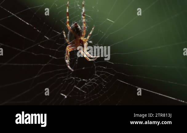 Spider net spinne Stock Videos & Footage - HD and 4K Video Clips - Alamy