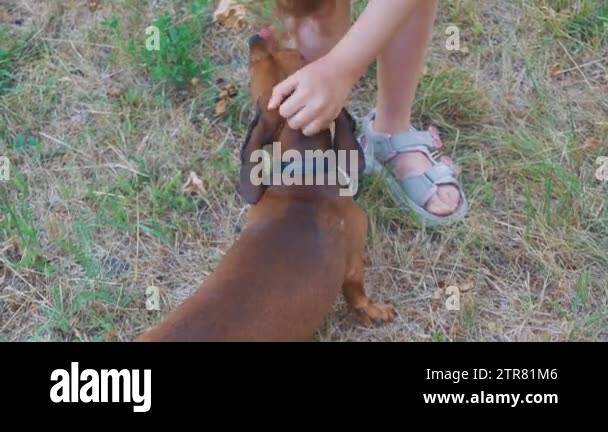 little girl baby scratching her favorite dog dachshund behind the ear ...