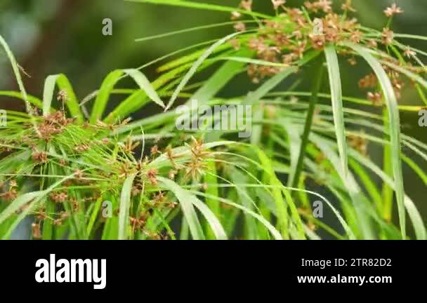 Cyperus alternifolius, umbrella papyrus, sedge or palm, is grass-like ...